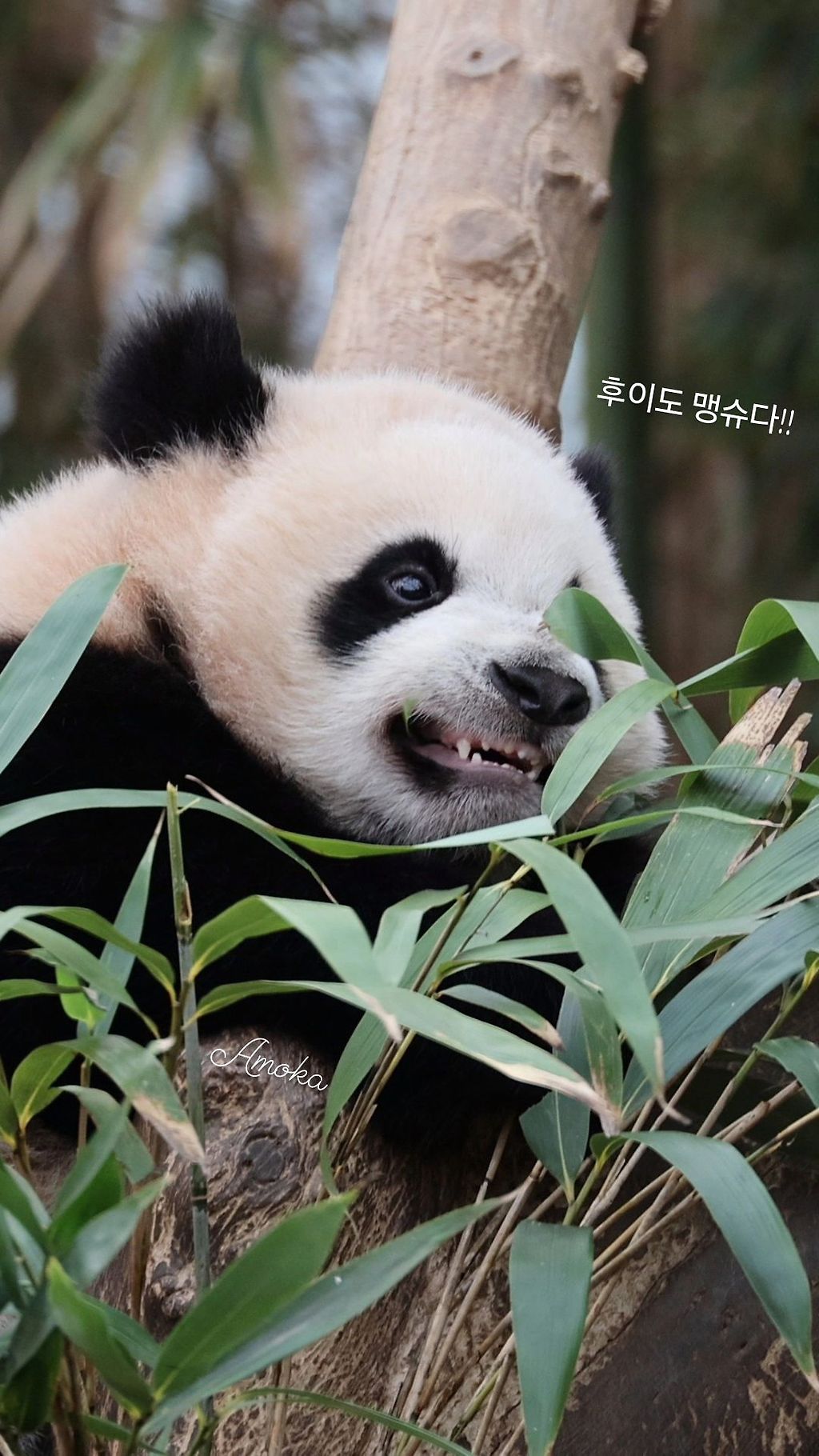 바오 가좍 제법 맹슈 같은 후이🐼 Daum 카페