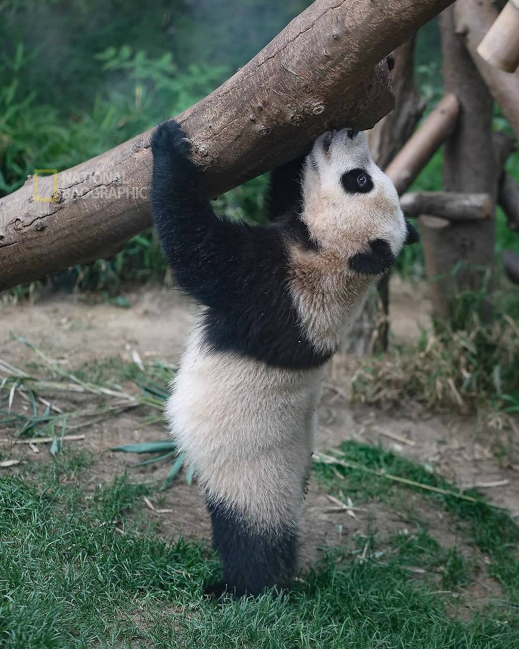 바오 가좍 후이바오🐼 완벽한 D라인 Daum 카페