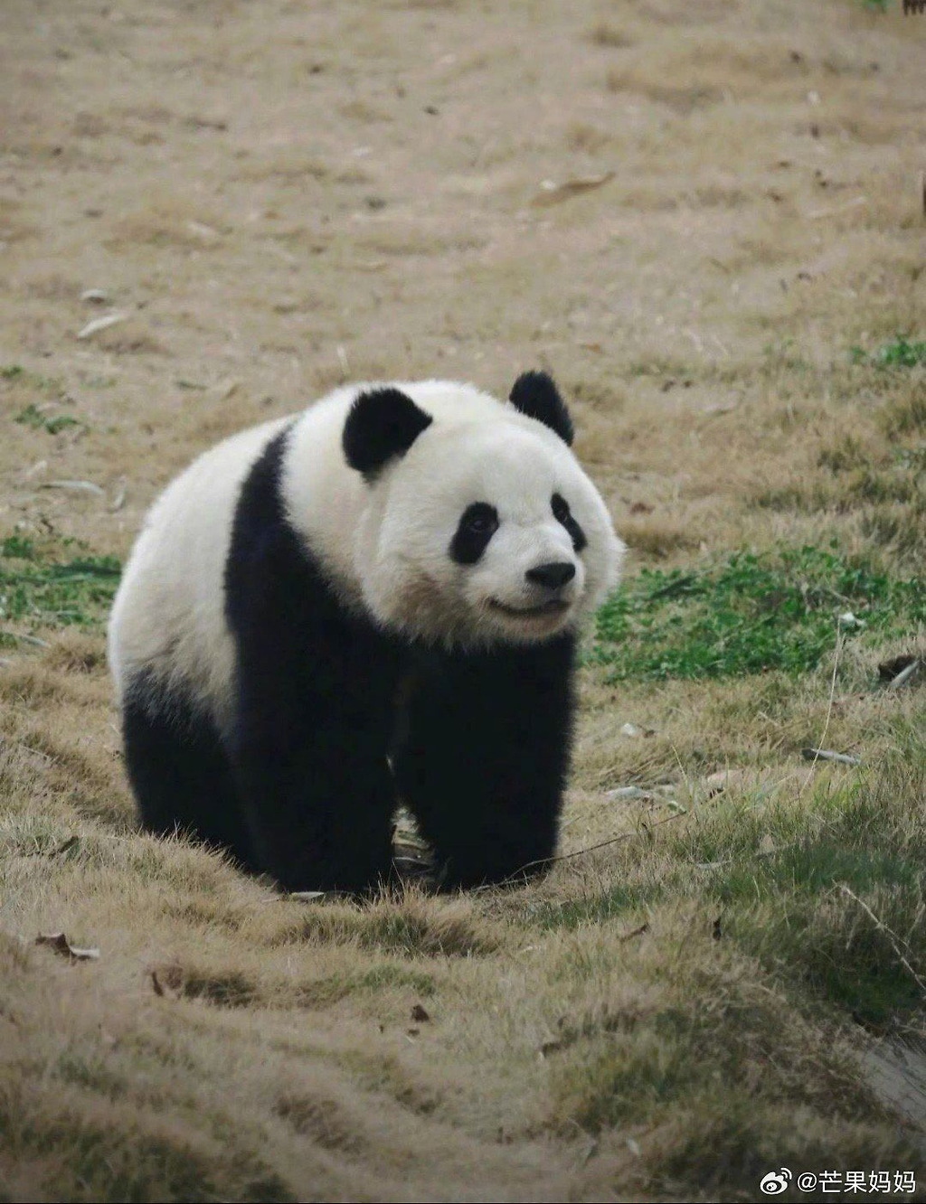 바오 가좍 🐼😄웃는게 귀여운 판다로 유명한 베이천😄🐼 Daum 카페