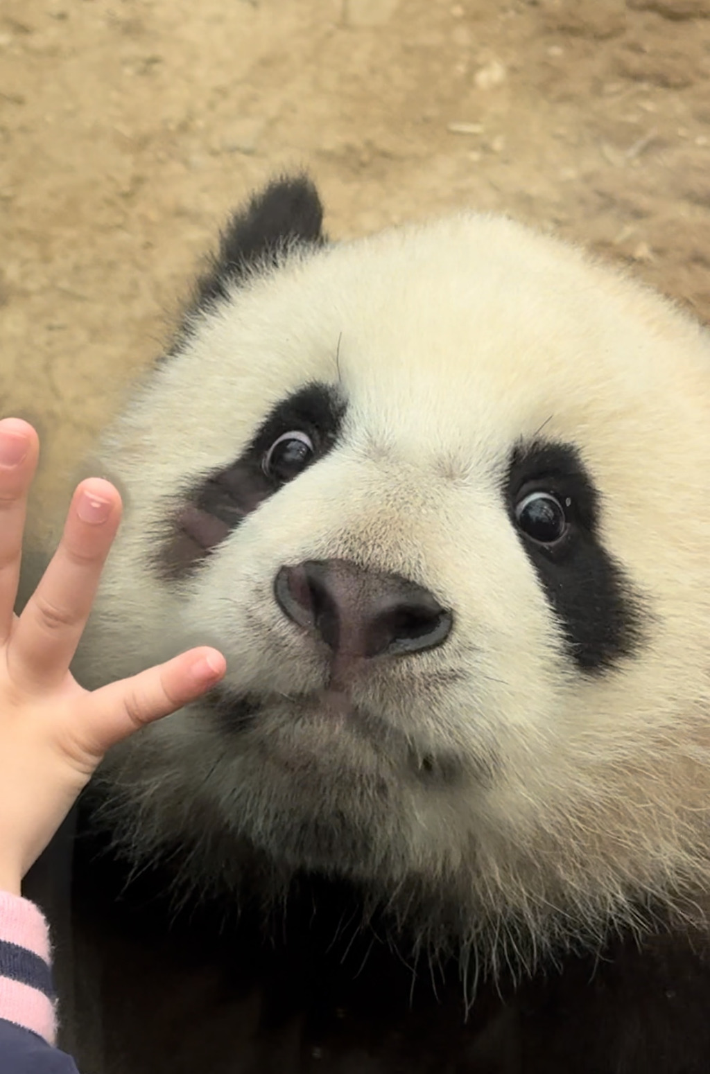 바오 가좍 🐼 아기를 좋아하는 아기판다 루이바오 Daum 카페