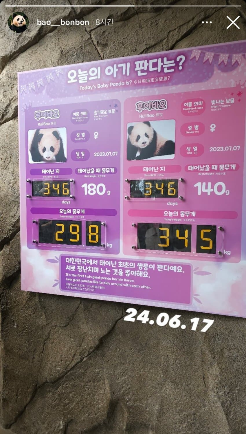바오 가좍 같은 시기의 푸바오 루이바오 후이바오 몸무게 차이🐼 Daum 카페