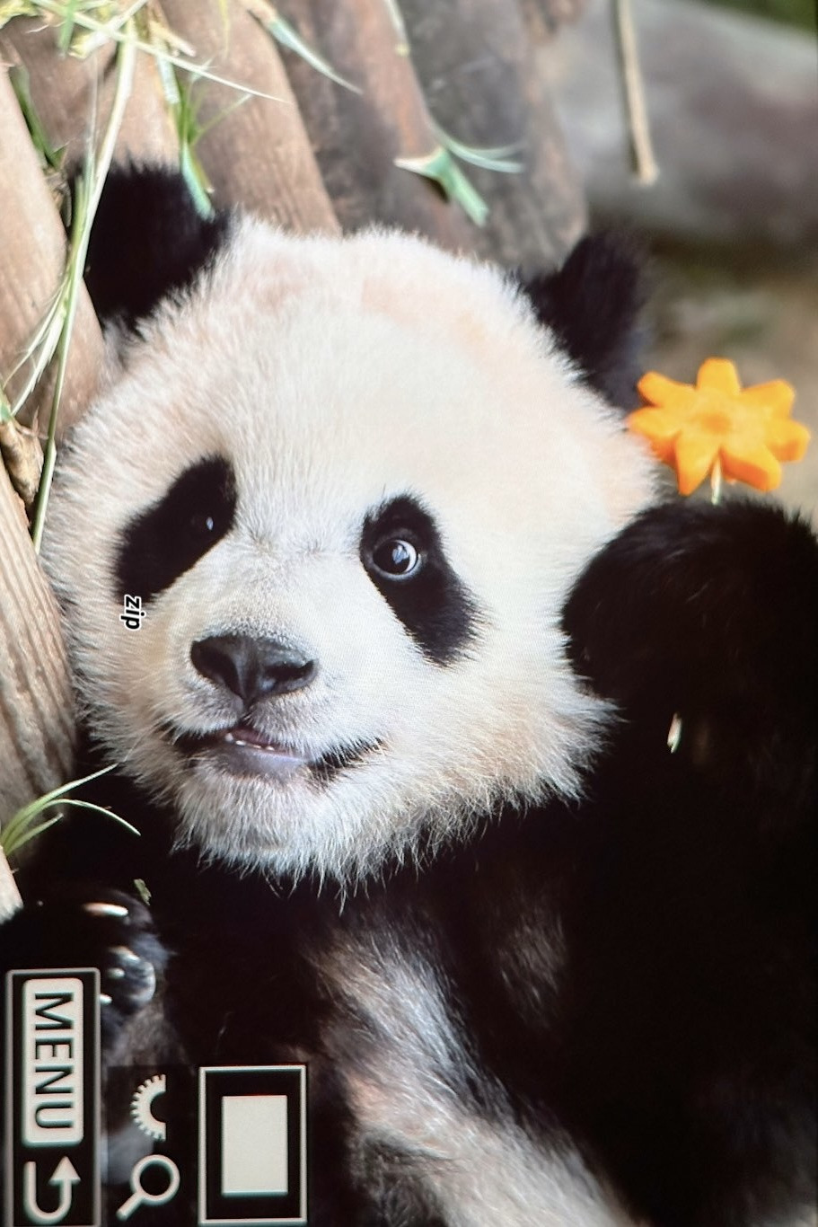 바오 가좍 당근꽃 선물 받은 천년돌 루이바오 🐼 Daum 카페