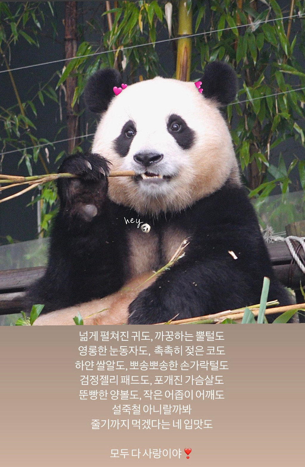 바오 가좍 내일 생일이라는 아기판다 Daum 카페