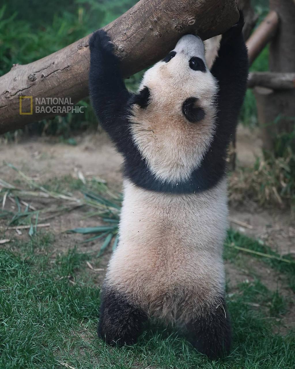 바오 가좍 후이바오🐼 완벽한 D라인 Daum 카페