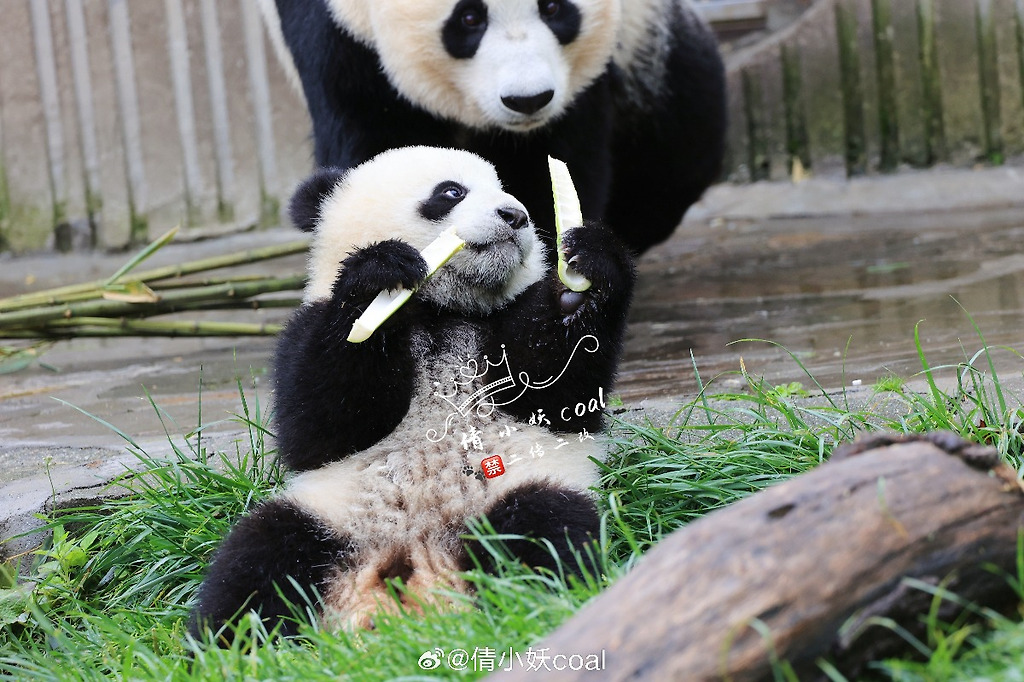 바오 가좍 🐼 아가 좋은거 갖고있네 엄마가 좀 봐줄게~ Daum 카페