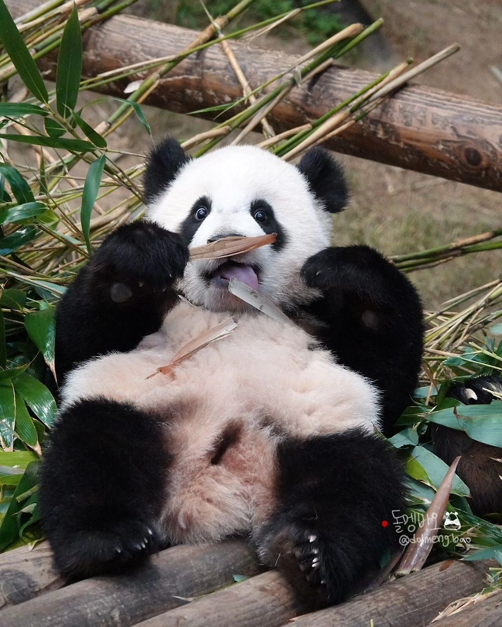 바오 가좍 죽뚜니 먹방 중인 유튜버 강루이씨🐼 Daum 카페