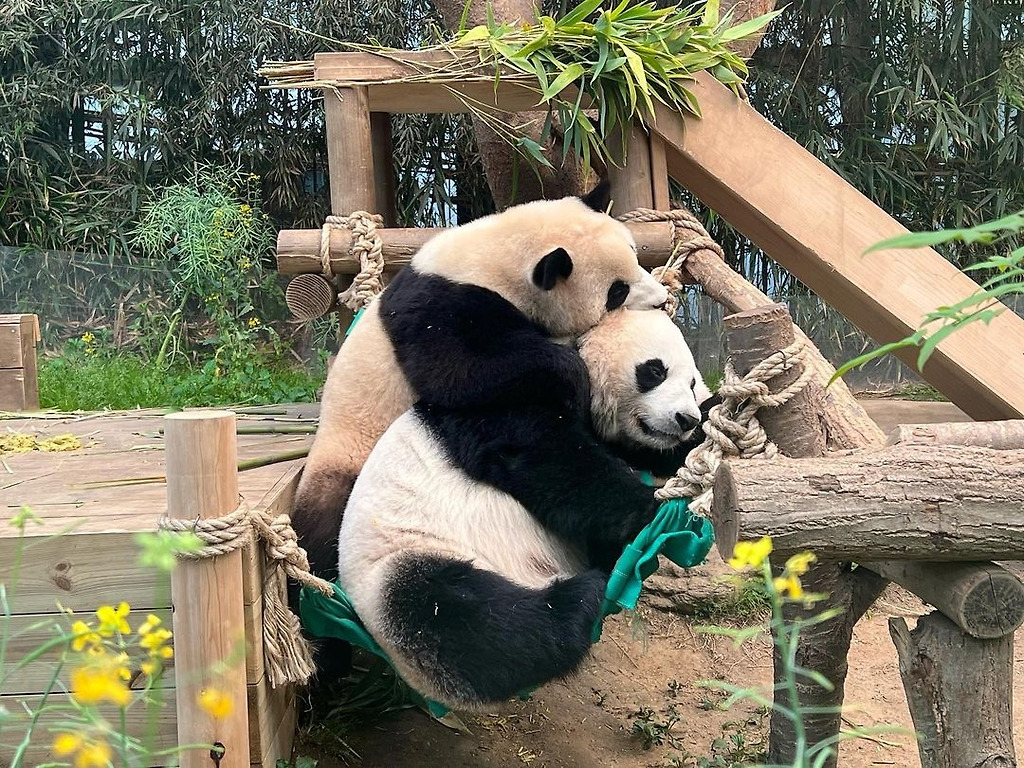 바오 가좍 🐼 내 엄마에요 Daum 카페