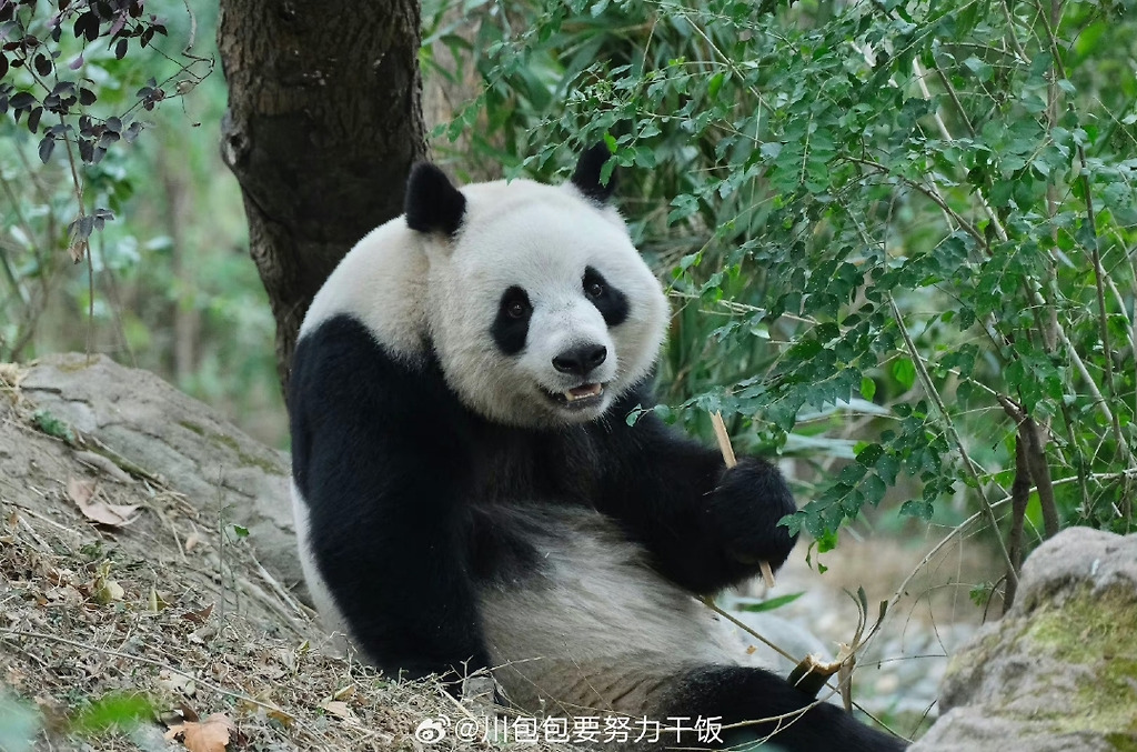 바오 가좍 야생판다 출신 웃상판다 베이촨의 또다른 애기들🐼 Daum 카페