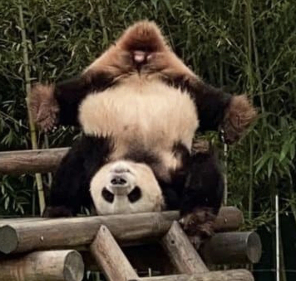 바오 가좍 판월에 사는 불가사리 부부ㅋㅋㅋㅋ 🐼 Daum 카페