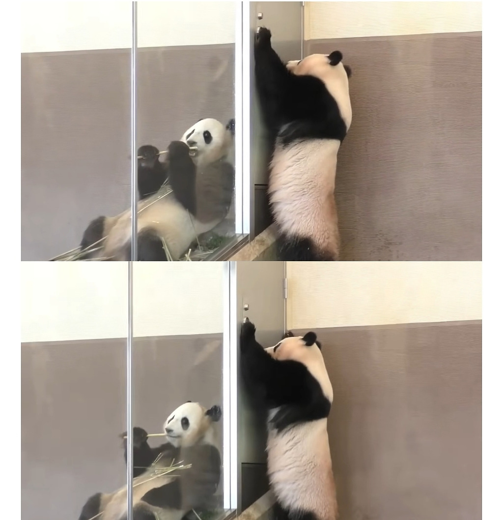 바오 가좍 언니 유이힌 방에 있는 대나무를 자꾸 탐내는 동생 판다 후우힌🐼 Daum 카페