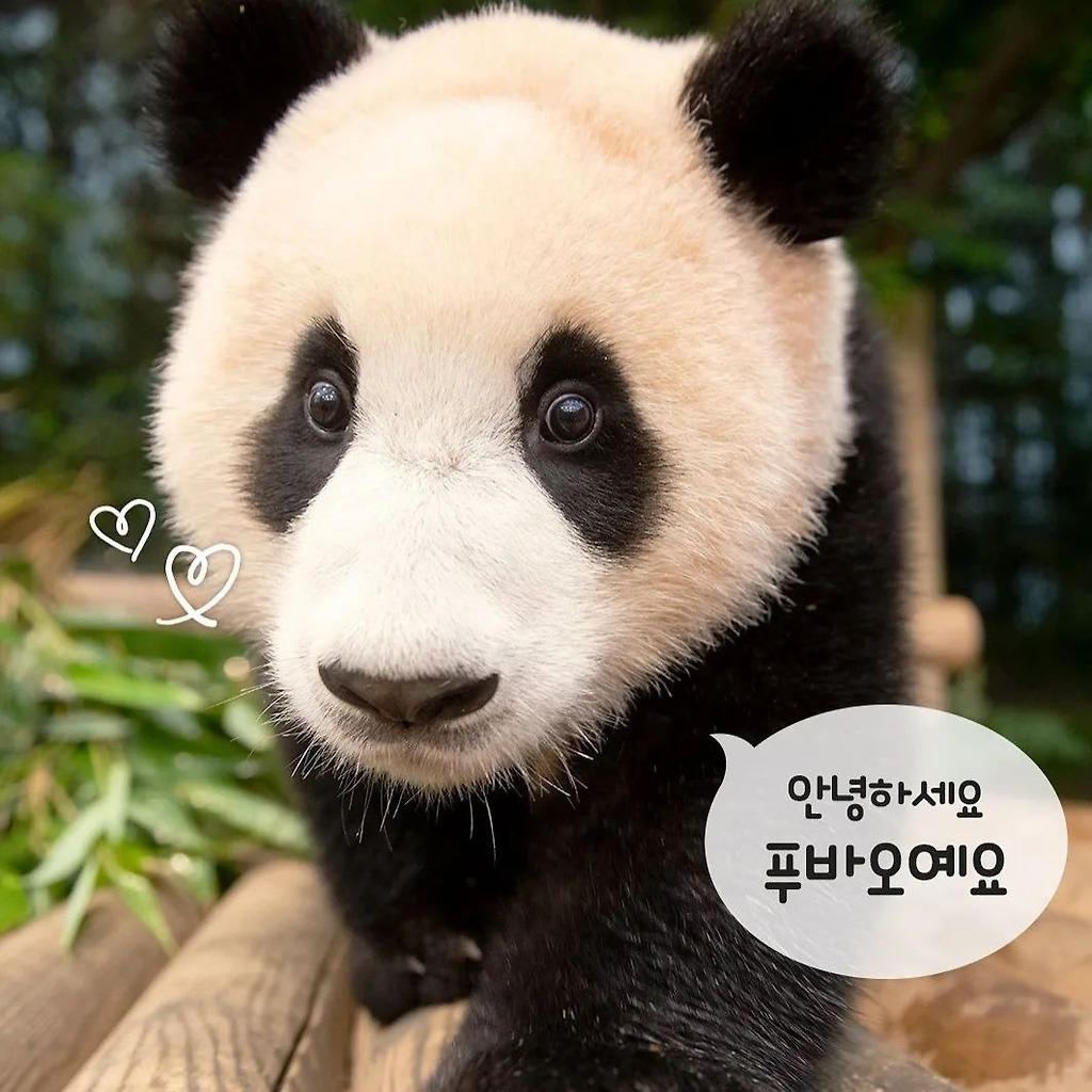 바오 가좍 내일 생일이라는 아기판다 Daum 카페