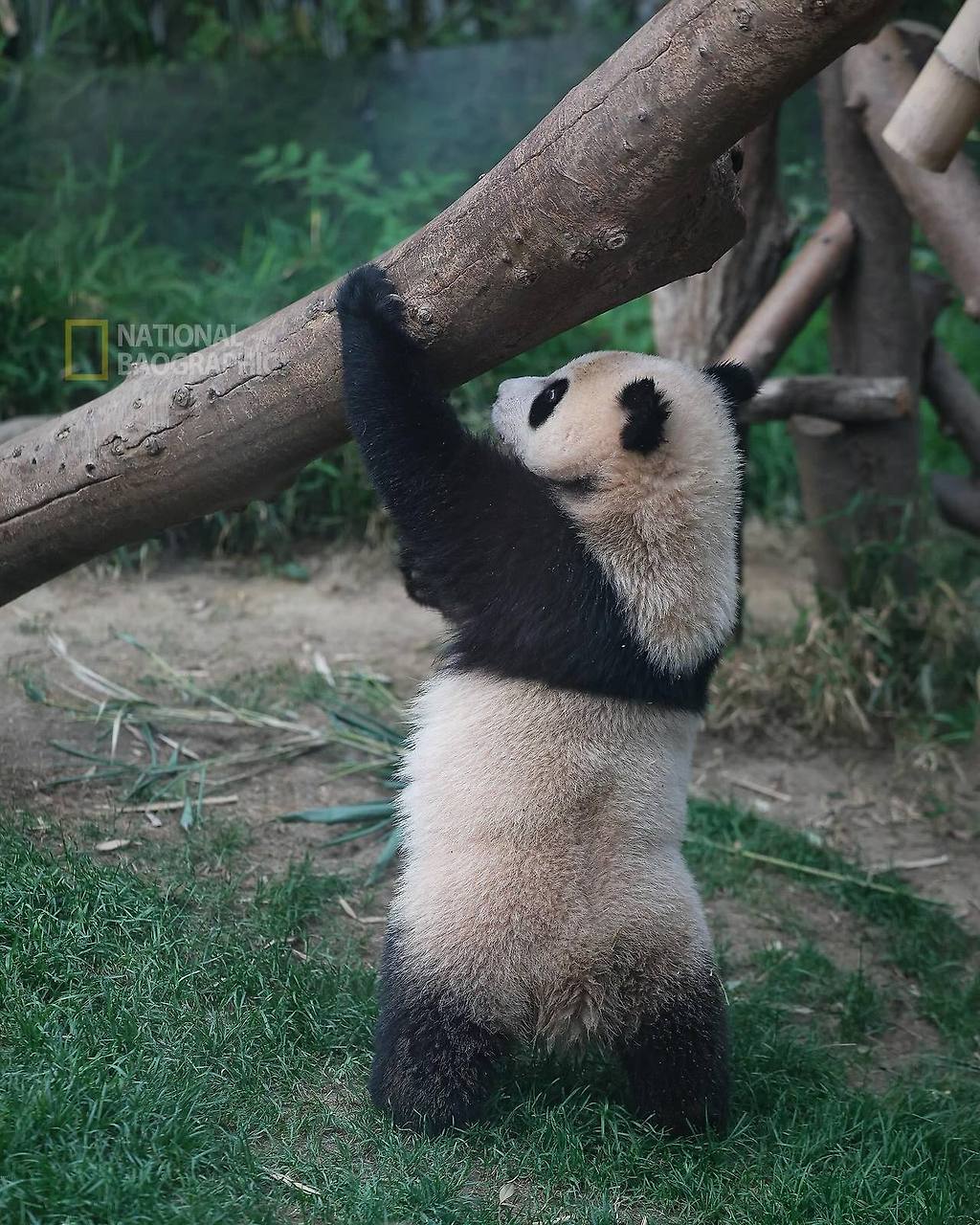 바오 가좍 후이바오🐼 완벽한 D라인 Daum 카페