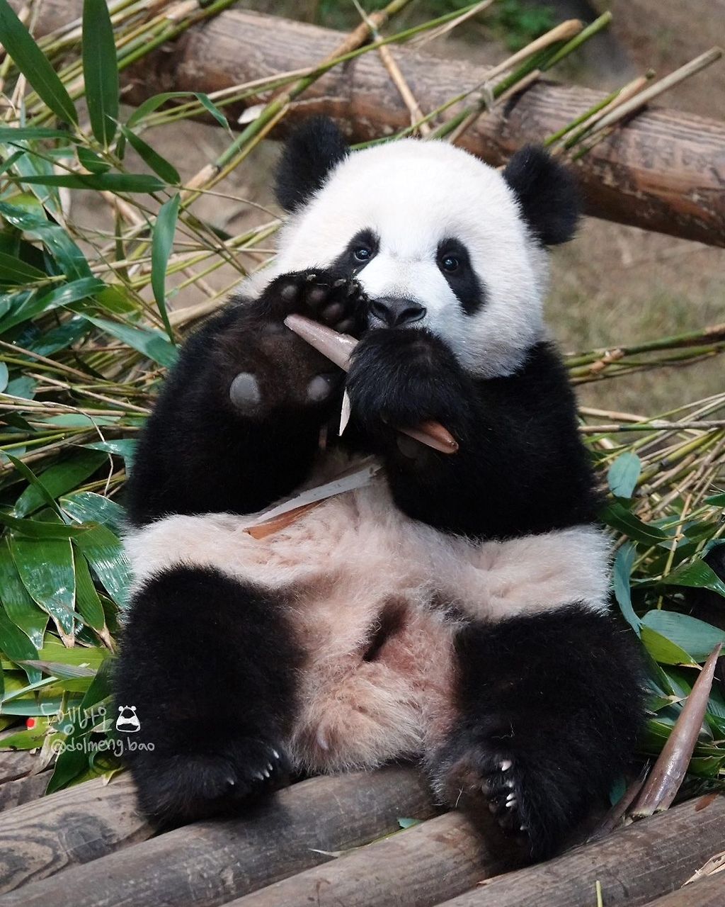 바오 가좍 죽뚜니 먹방 중인 유튜버 강루이씨🐼 Daum 카페