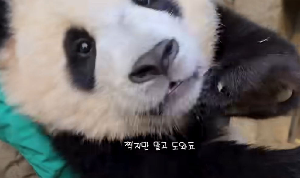 바오 가좍 🐼 임오 도와됴 Daum 카페
