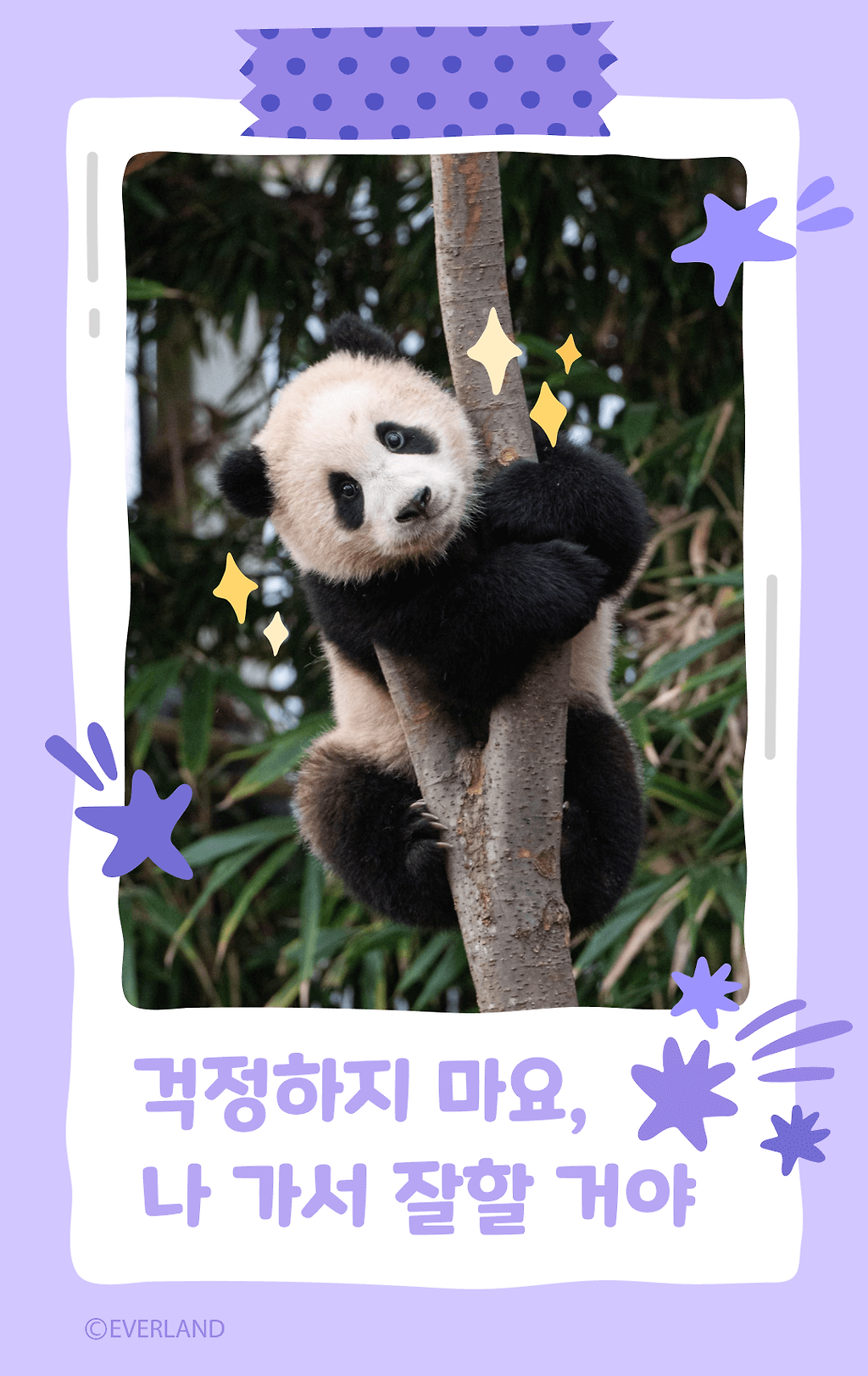 바오 가좍 푸바오가 보내는 편지 Daum 카페