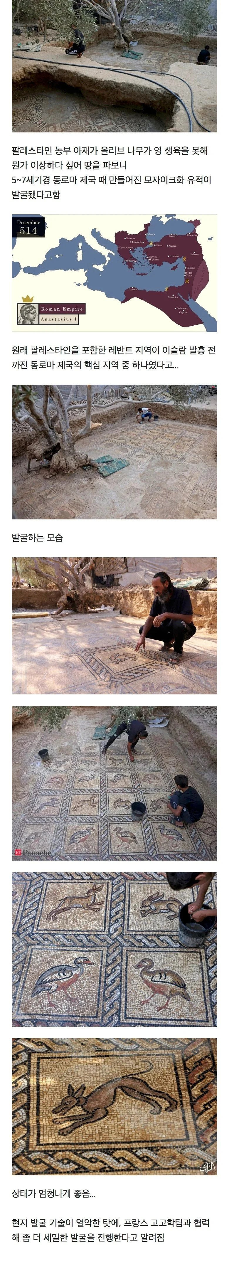 생생 지구통 나무가 시들거리는게 이상해서 땅을 파본 결과 Daum 카페