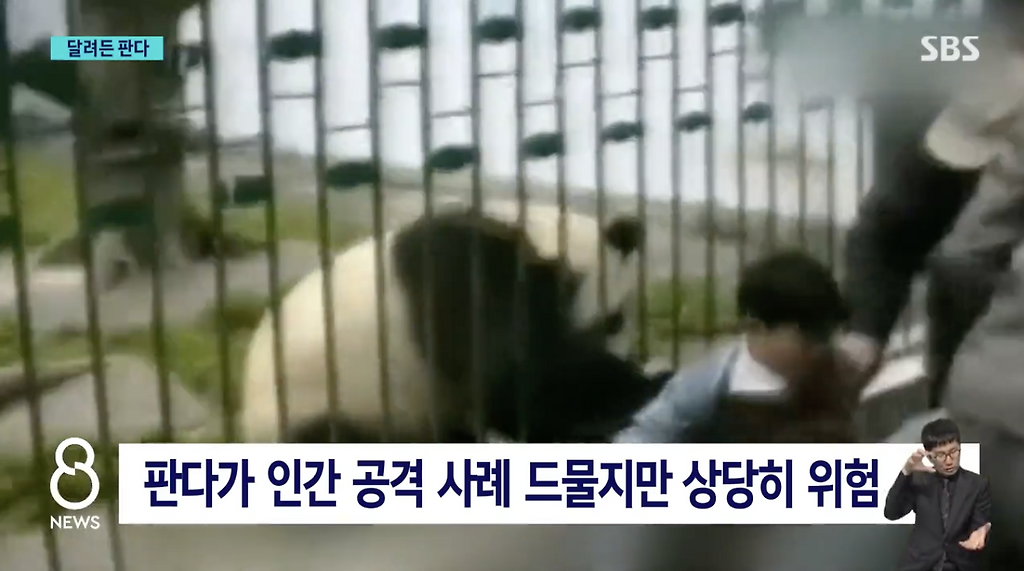 생생 지구통 판다가 인간 공격 사례 드물지만 상당히 Daum 카페