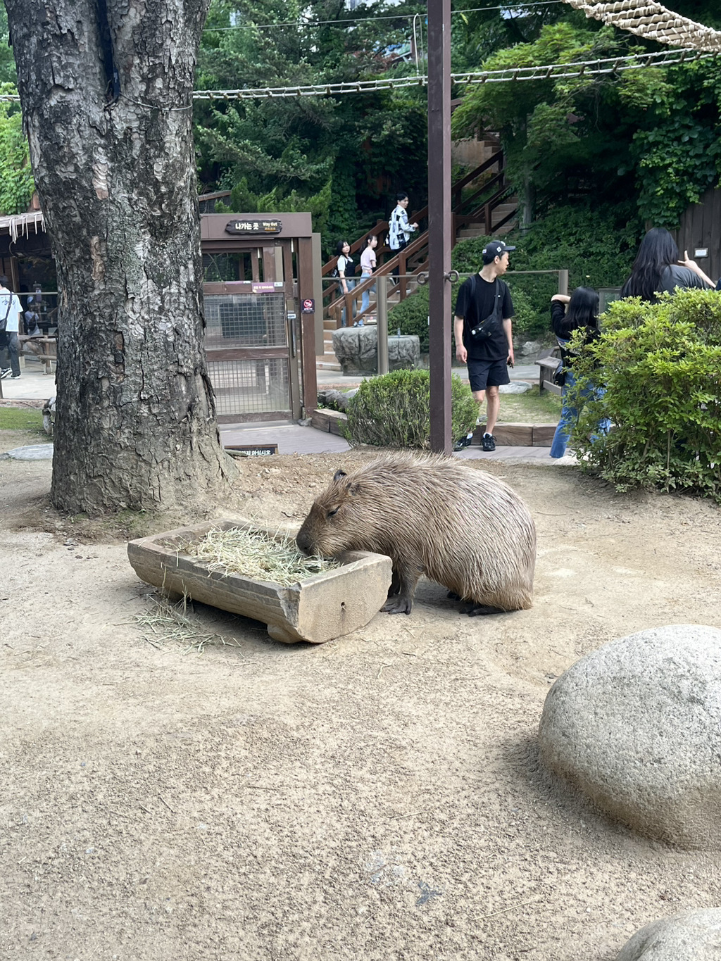 인생은 카피바라처럼 전 카피바라가 이렇게 큰줄 몰랐다고요 Daum 카페