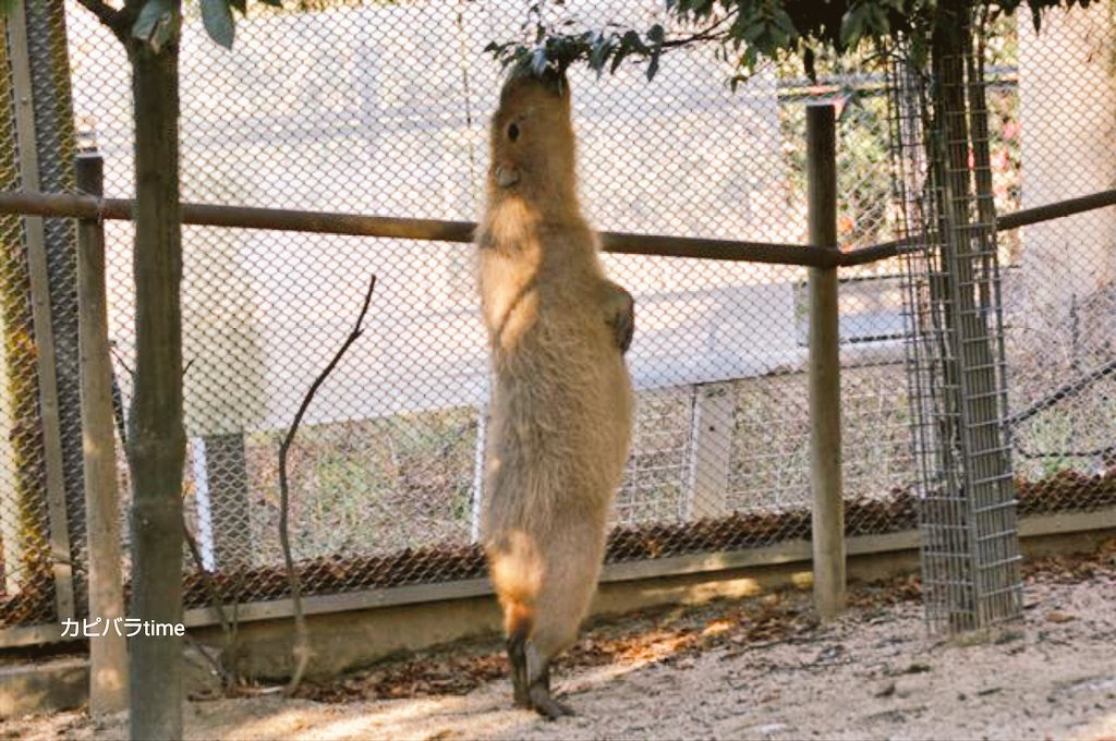 인생은 카피바라처럼 기린바라 Daum 카페