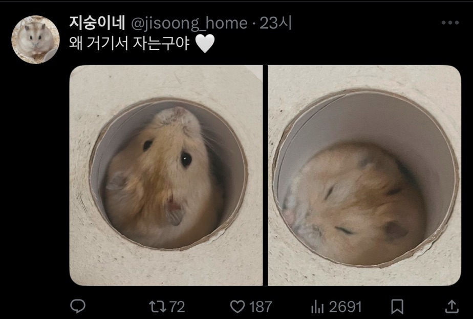 햄소토 | 왜 거기서 자는 거야 바보햄!! - Daum 카페