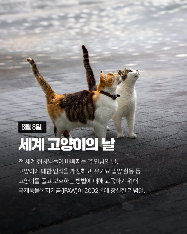 너네 이거 봤어 실제로 존재하는 특이한 기념일 모음 Daum 카페
