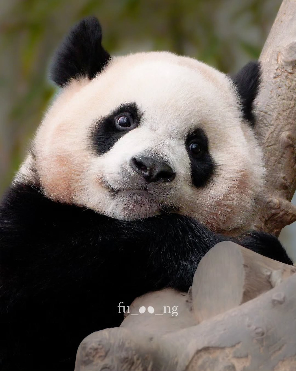 바오 가좍 💎 눈동자가 보석 같은 막둥바오 🐼 루빵 웅니 Daum 카페