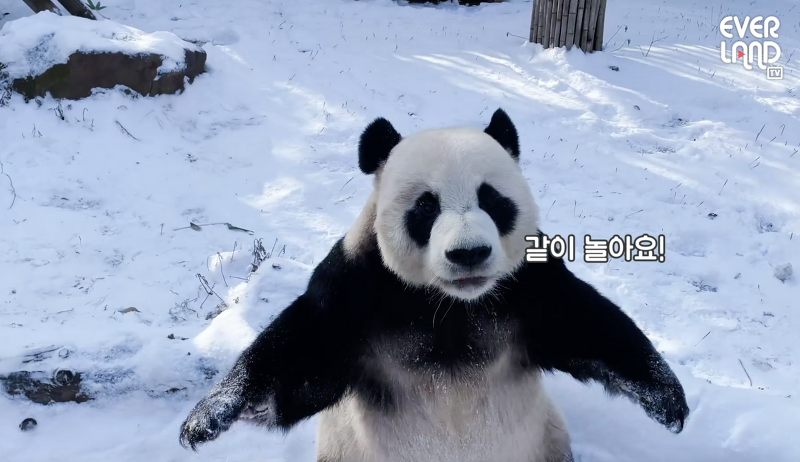 바오 가좍 사실 바오가족중 제일 애교많은 판다 Daum 카페