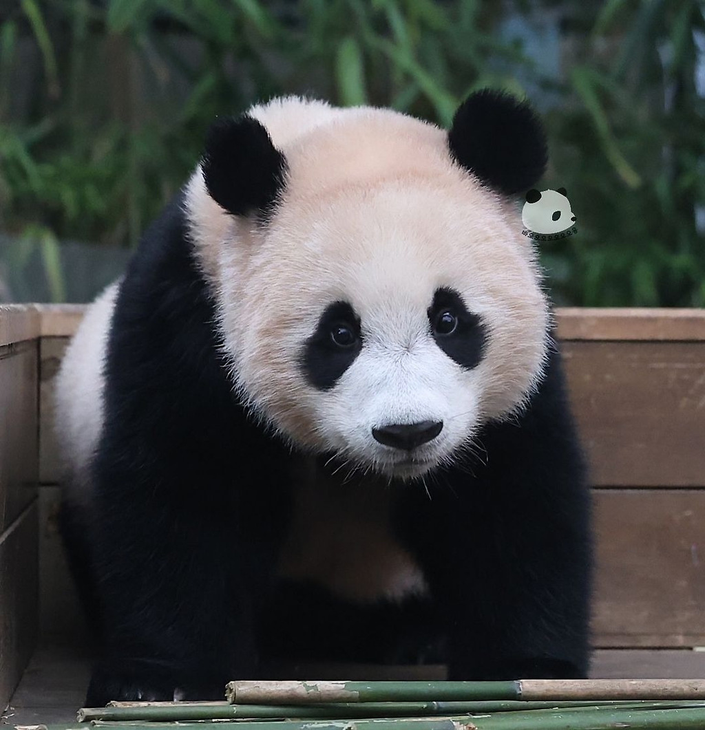 바오 가좍 제법 판다답게 예뻐진 최근의 후이바오 🐼 Daum 카페