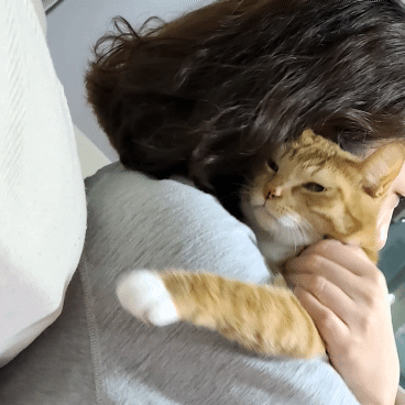 12화 고양이도 미운 4살이 있습니다.