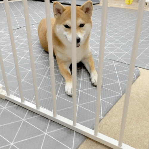 유기견 입양 기록(1주 차): 너의 이름은 루키