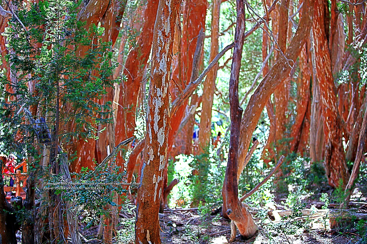 Arrayanes, 환상의 아라야네스 숲