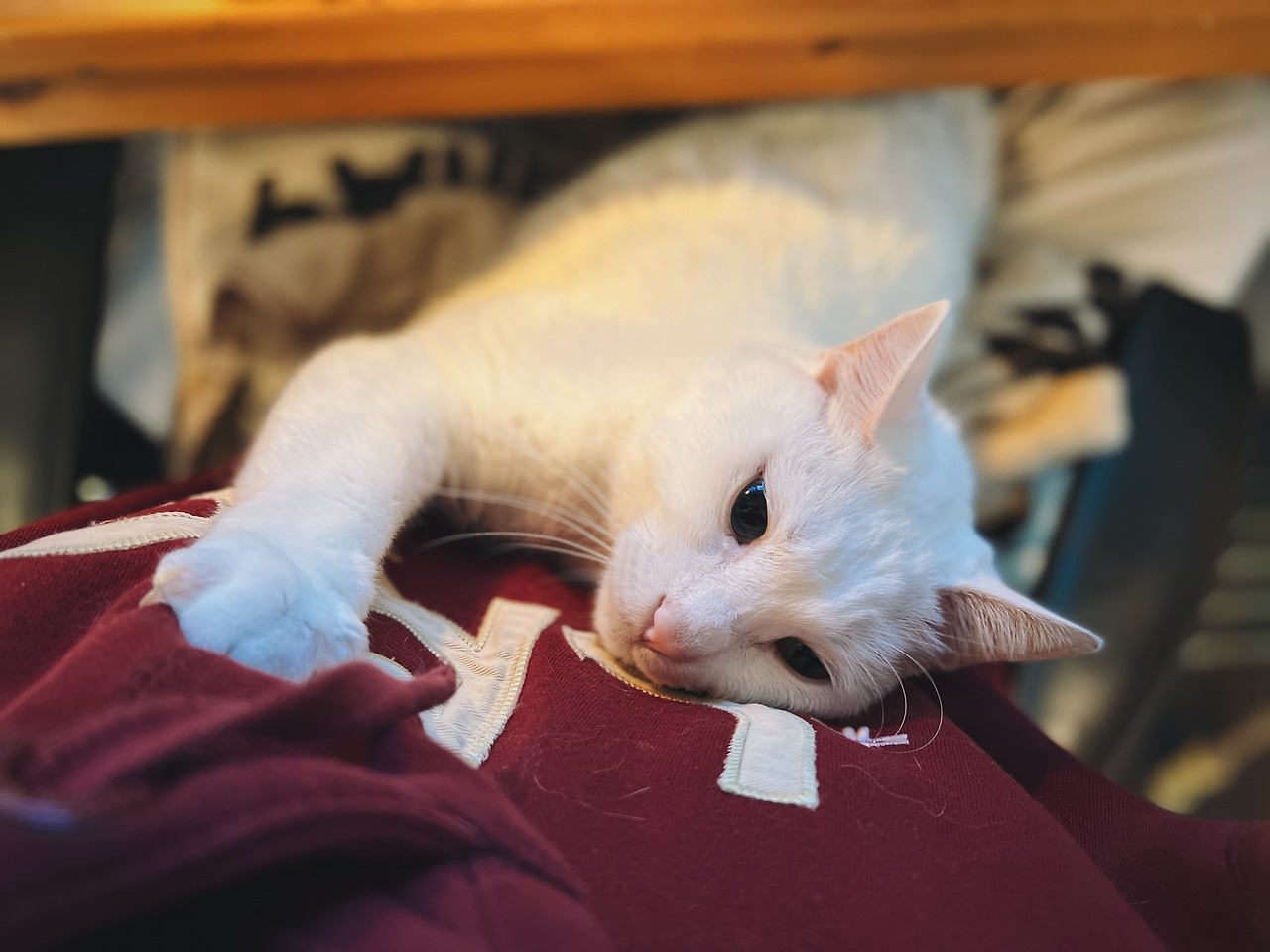 개 같은 두부, 고양이 같은 푸코