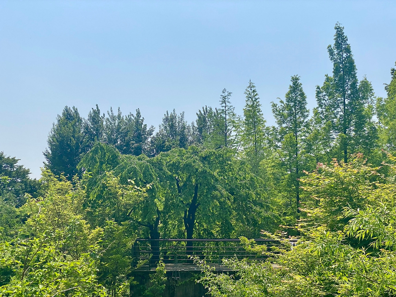 6월의 나뭇잎에 바람이 불고 하루 해가 갑니다