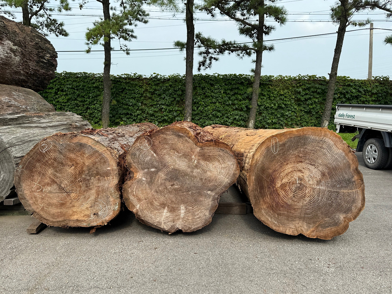 긴장이 느슨해지는 나무