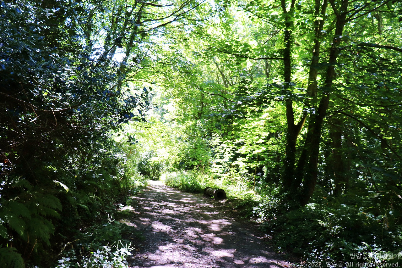 [콘월 여행] 집 뒤의 푸른 숲