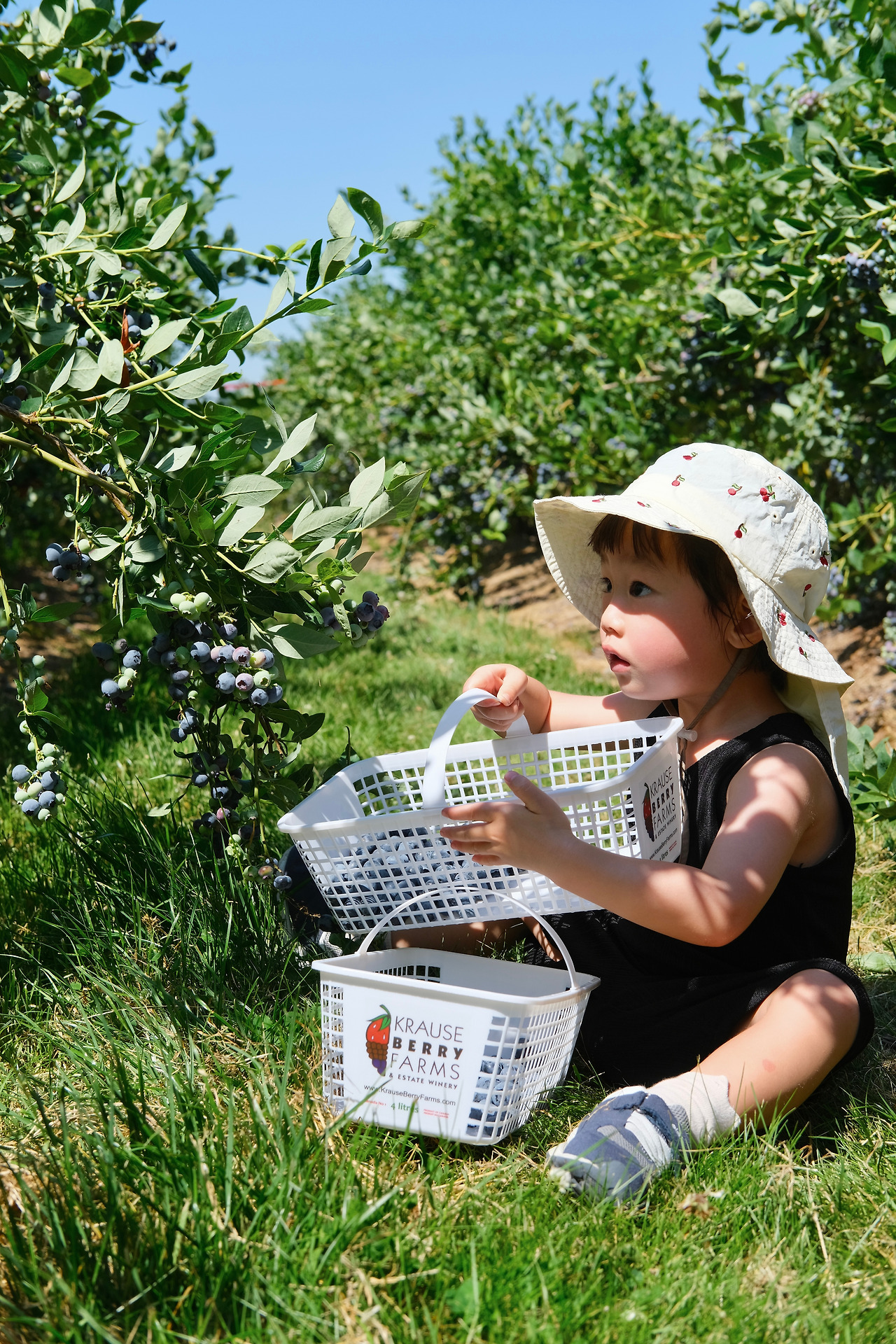 03화 Kraus Berry Farms, BC, Canada