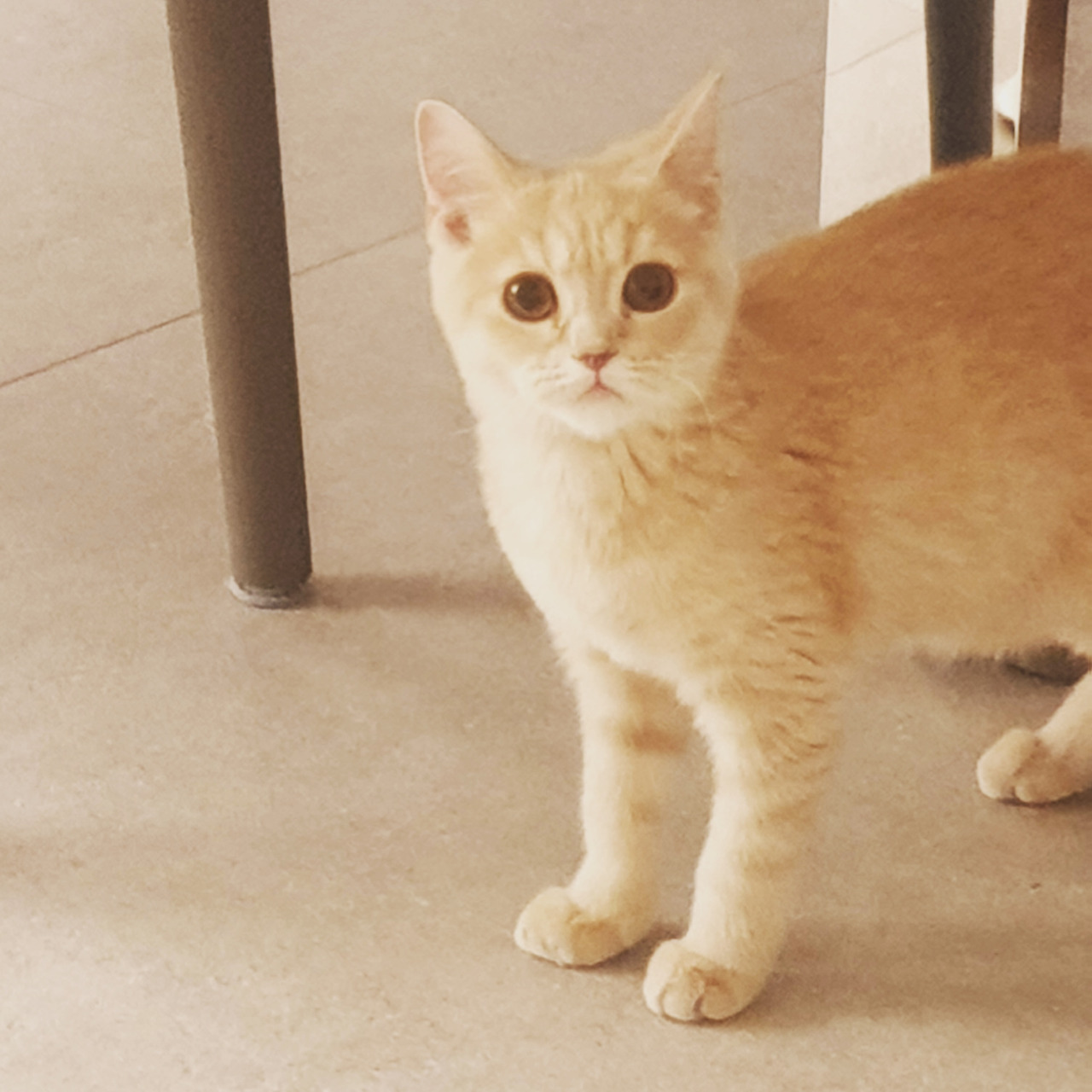 진짜 Sweet little kitty