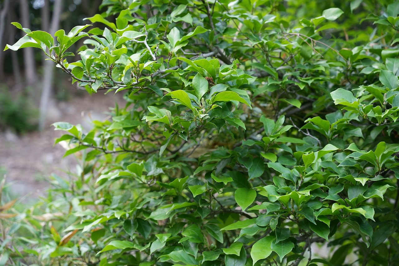 『묵재기문록』의 가자도괘화茄子倒掛花와 자목련