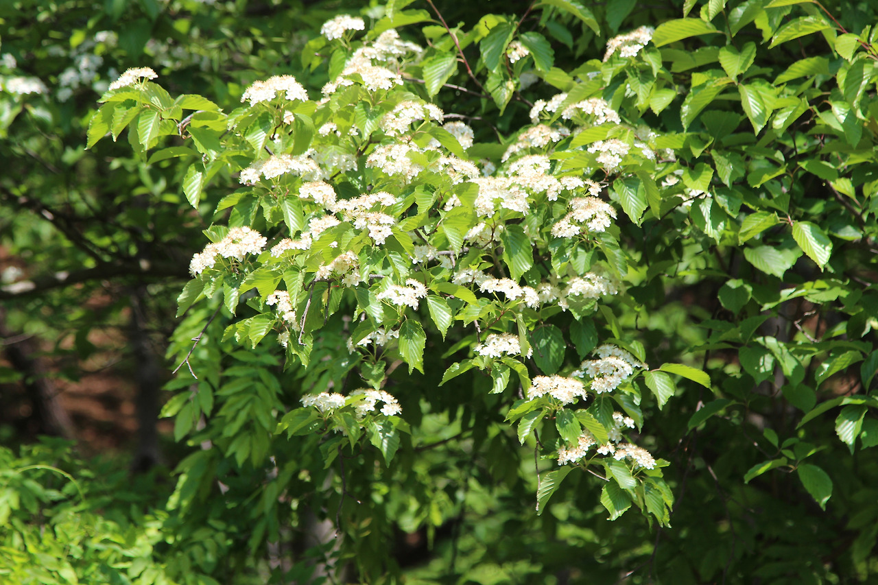 봄을 장식하는 꽃나무 당리棠梨가 팥배나무일까?