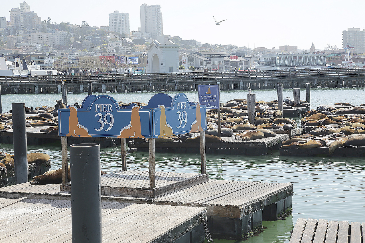 샌프란시스코에서 꽃을 ④ 피어 39