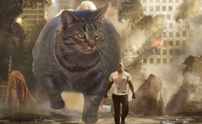 우람한 덩치에 근육질 고양이 본 사람들의 공통된 반응