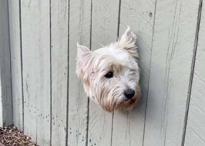 울타리 밖으로 얼굴 내밀고있는 강아지 정체