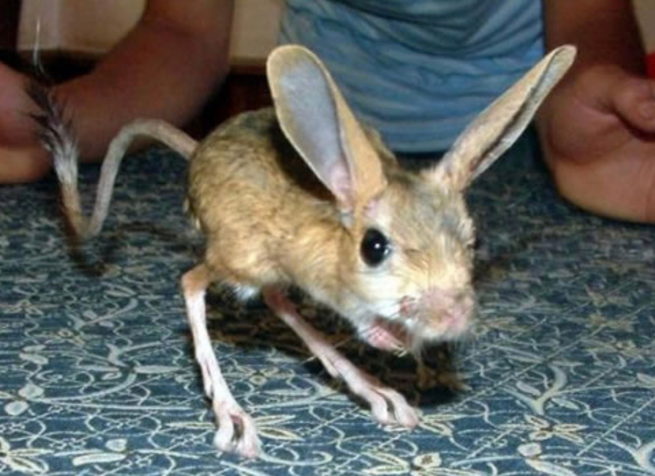 [수의사가 보는 동물 캐릭터] 디즈니 미키마우스