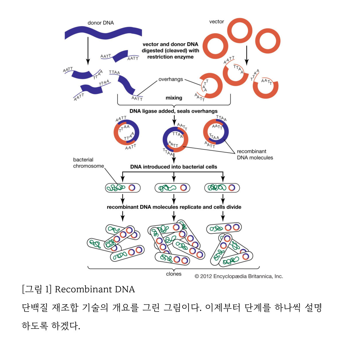 단백질 재조합 기술 1편