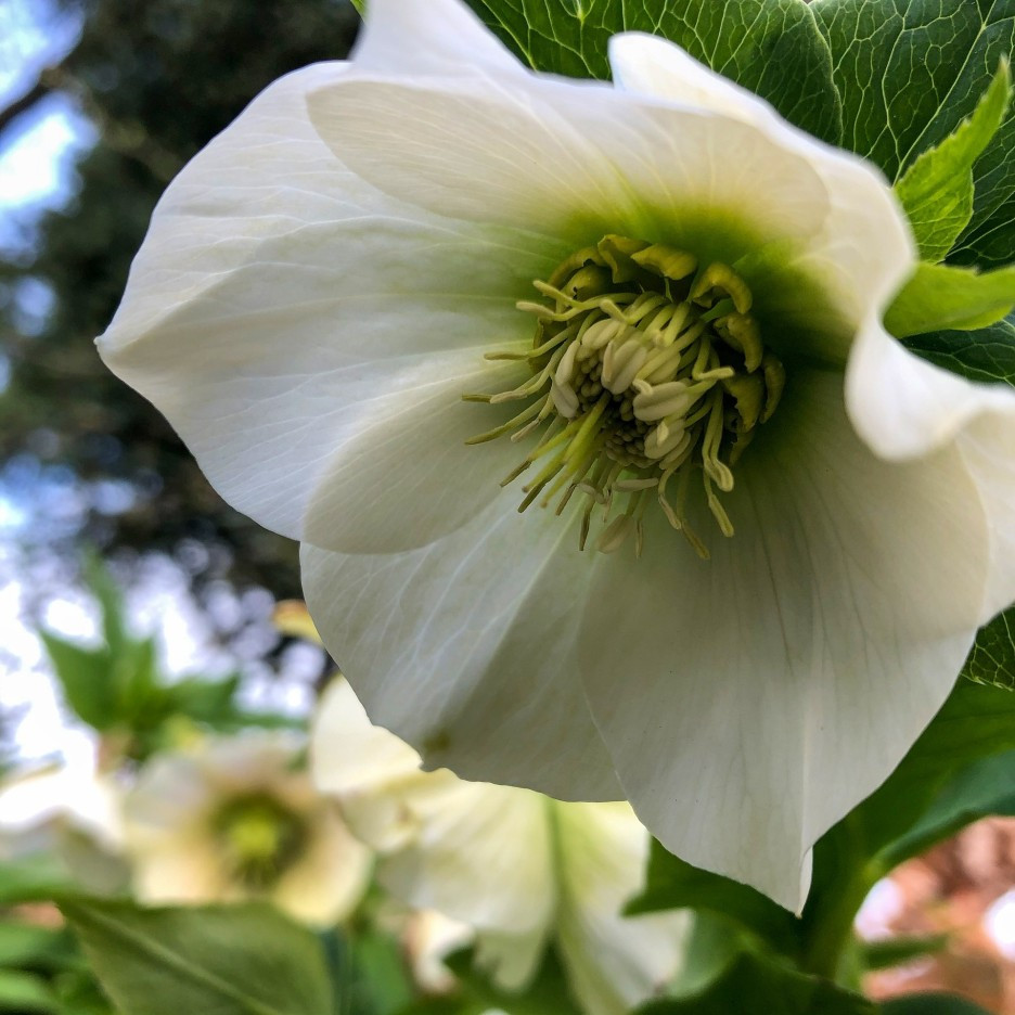 12월 26일 탄생화 크리스마스로즈