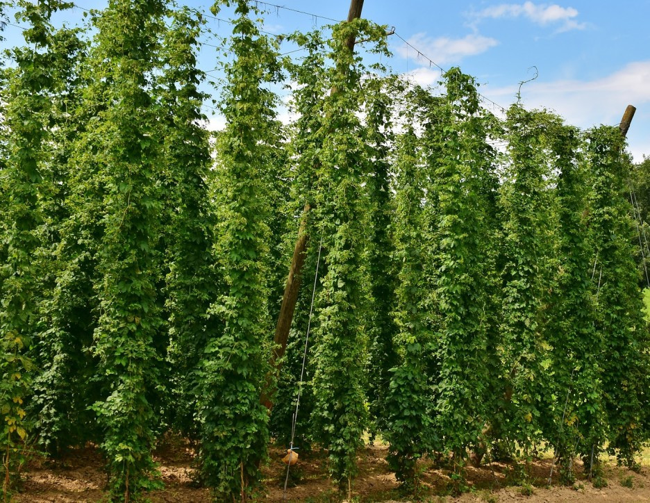 10월 4일 탄생화 호프 / 호프 꽃 꽃말