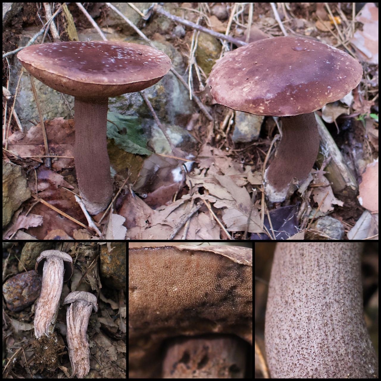 은빛쓴맛그물버섯