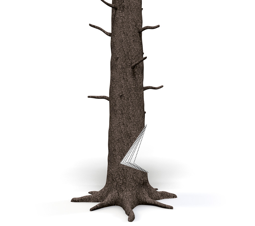 13화 과하게 기울어진 나무 제거하는 방법