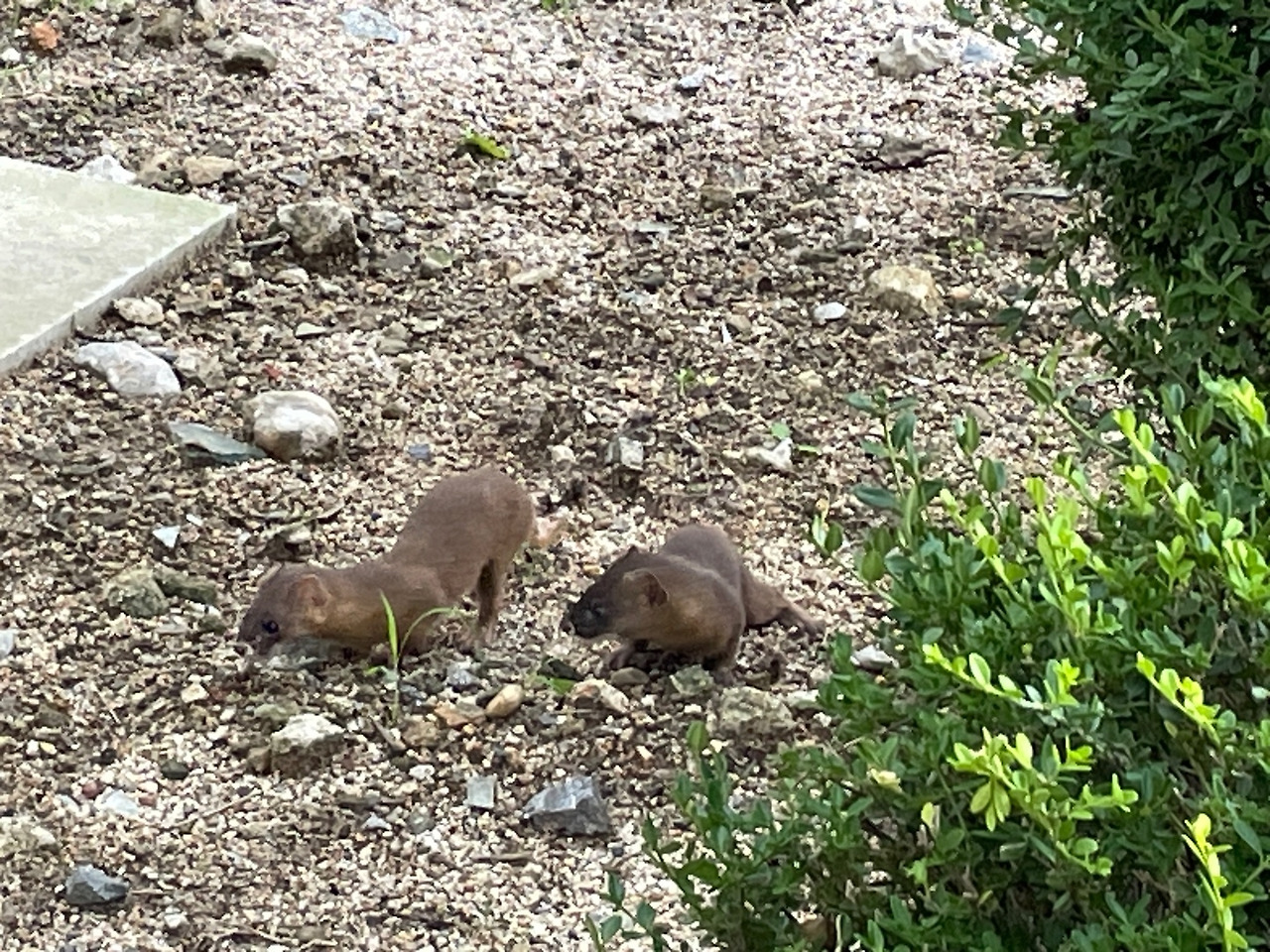 족제비 뒷목 손잡이