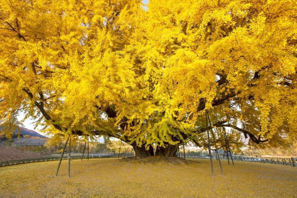 역사와 함께한 천년 은행나무들, 은행나무 명소는 어디?